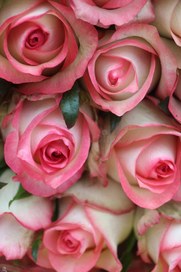White and Pink Roses from Above View Stock Photo - Image of purple ...