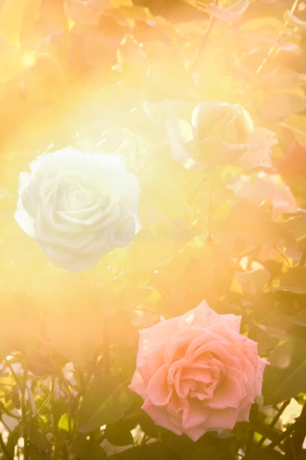 White and Pink Roses in the Backlight Stock Image - Image of ...