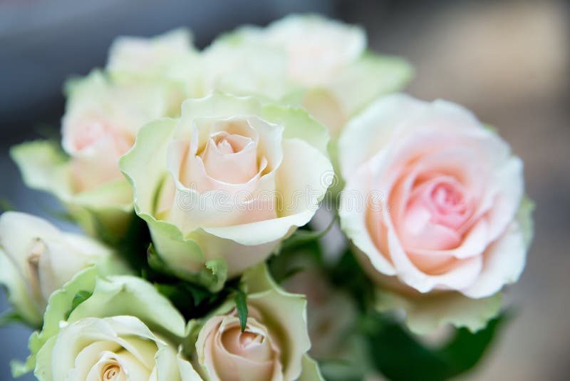 White and Pink Roses, Beauty Flowers. Nature Stock Image - Image of ...