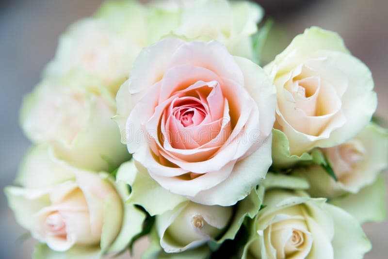 White and Pink Roses, Beauty Flowers. Nature Stock Photo - Image of ...