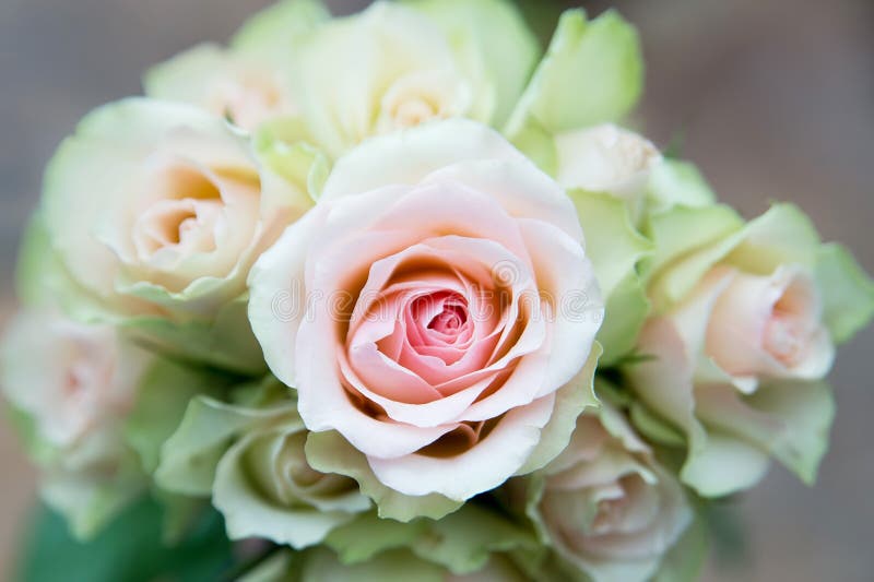 White and Pink Roses, Beauty Flowers. Nature Stock Image - Image of ...