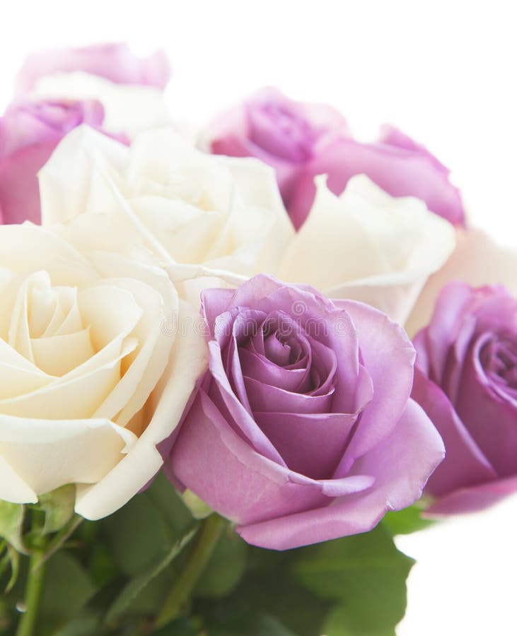 White and pink roses stock image. Image of bokeh, holiday - 35136229