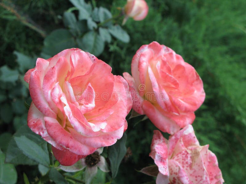 White-pink roses stock photo. Image of roses, flower - 76520668