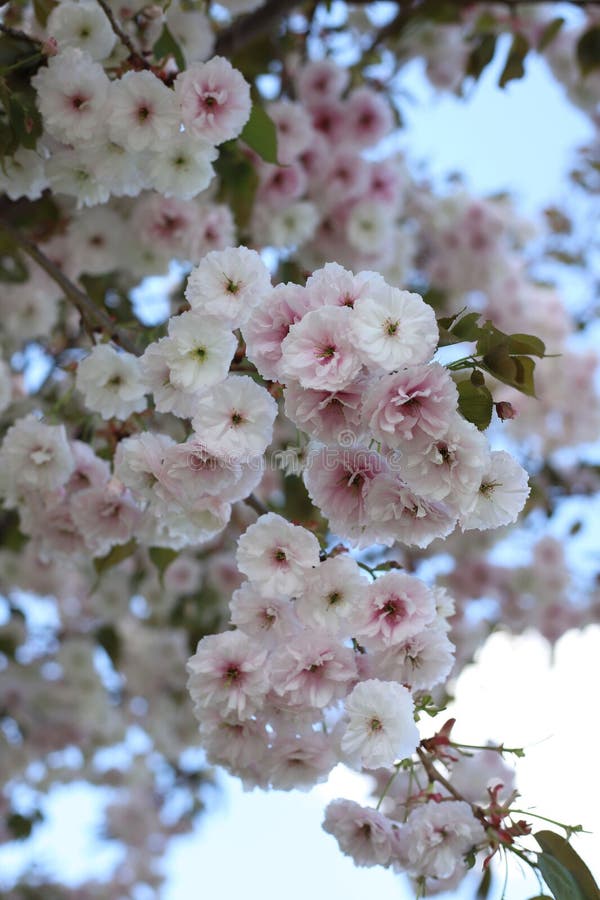 White Pink Sakura Flowers Spring Bloom Stock Image - Image of branch ...