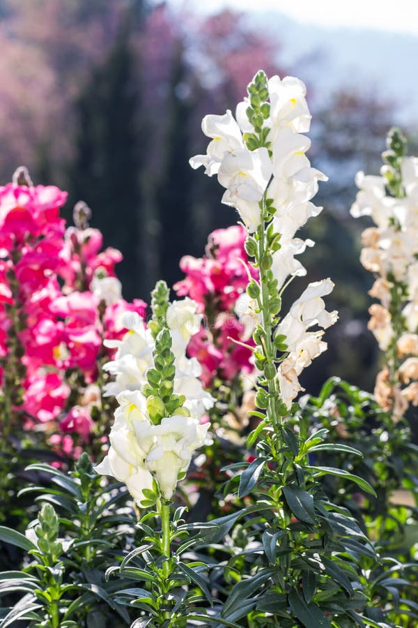 Pink and White Salvia Flowers Stock Photo - Image of blossom, perennial ...