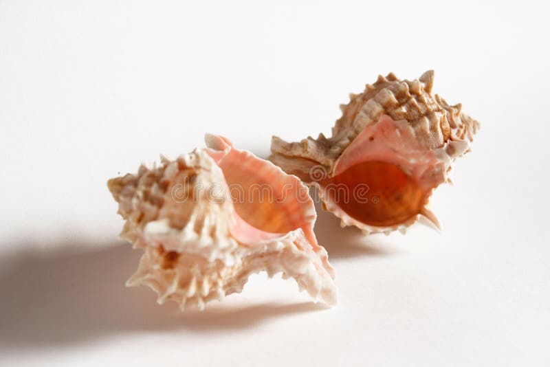 White-pink sea shells stock photo. Image of tropical - 116478410