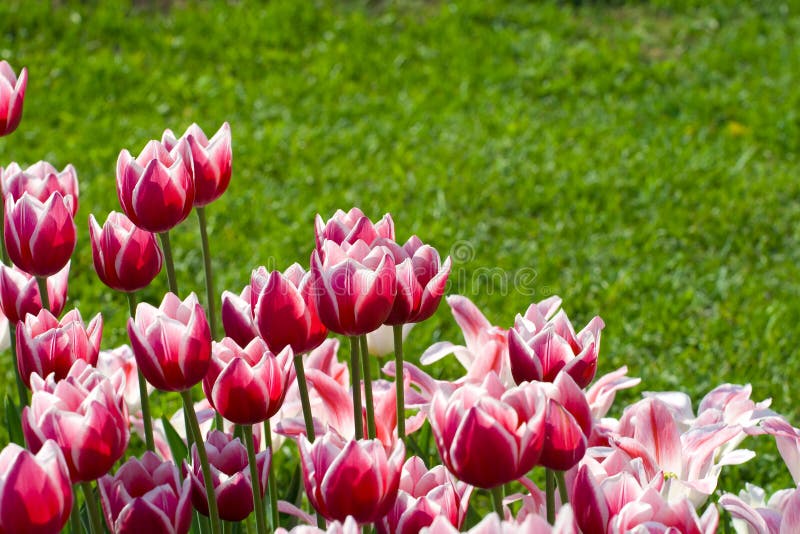 White-pink tulips stock photo. Image of plant, happiness - 5508186