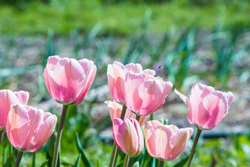 Red and Yellow Tulips on a Flower Bed with a Sunny Day. Stock Image ...