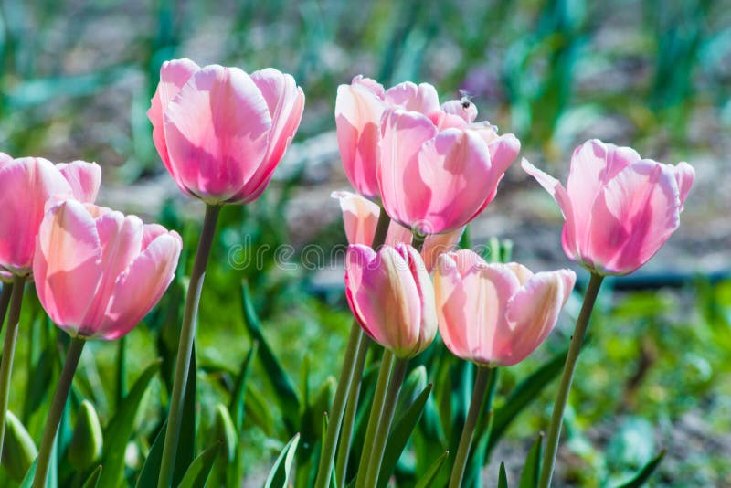 White Pink Tulips in the Natural Environment Rejoice in the Sun and ...