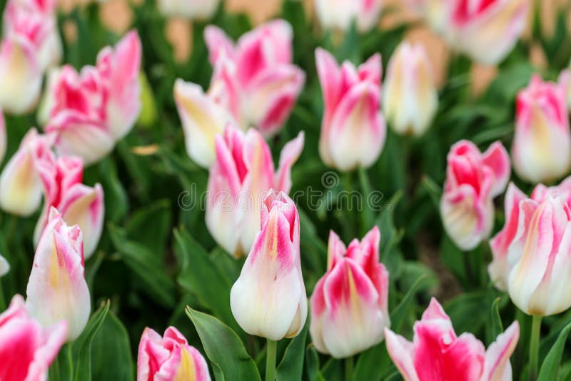 Pink Tulips in the Spring Garden Stock Photo - Image of green, growth ...