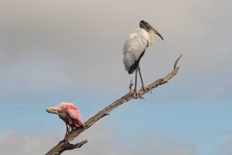White and a Pink Wood Stork on a Tree Branch with a Blurred Background ...