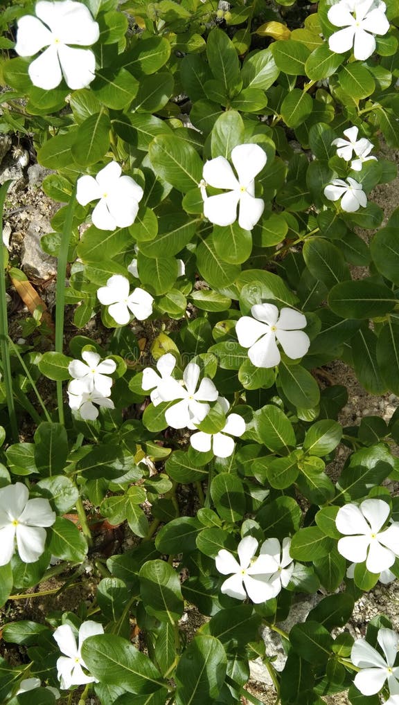 White Pinka Flower from Southeast Stock Image - Image of southas, pinka ...