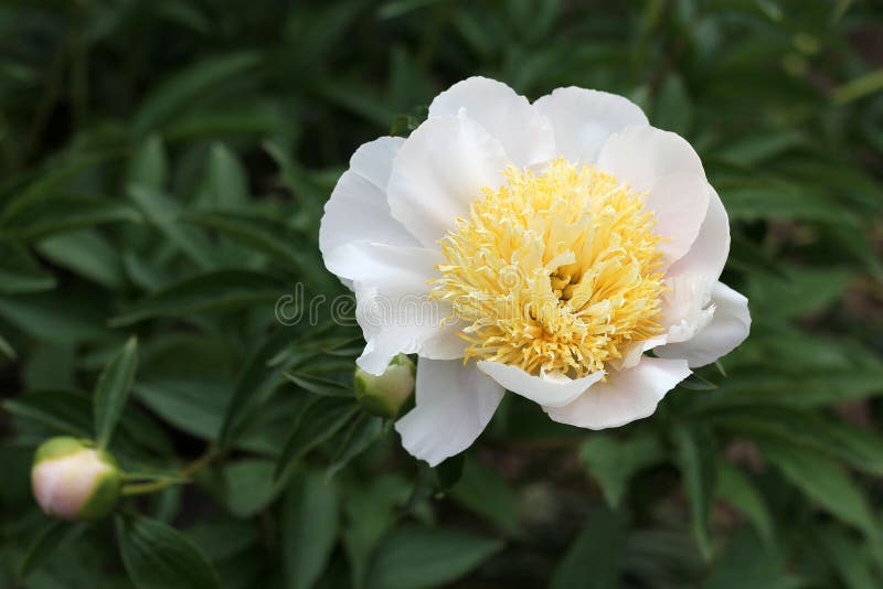 657 Single Pion Stock Photos - Free & Royalty-Free Stock Photos from ...