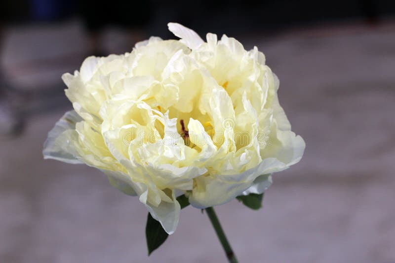 White Pion Grey Color Stock Photos - Free & Royalty-Free Stock Photos ...