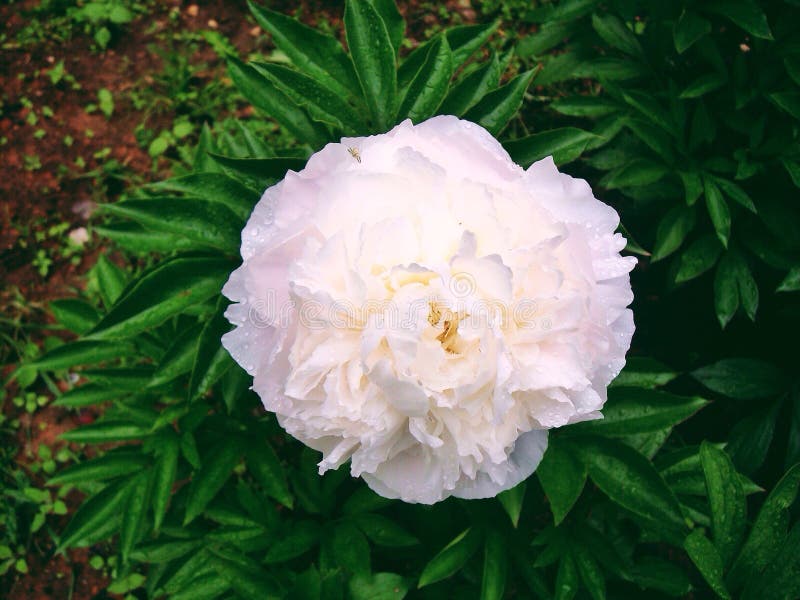 White pion stock image. Image of nature, summer, pion - 51553469