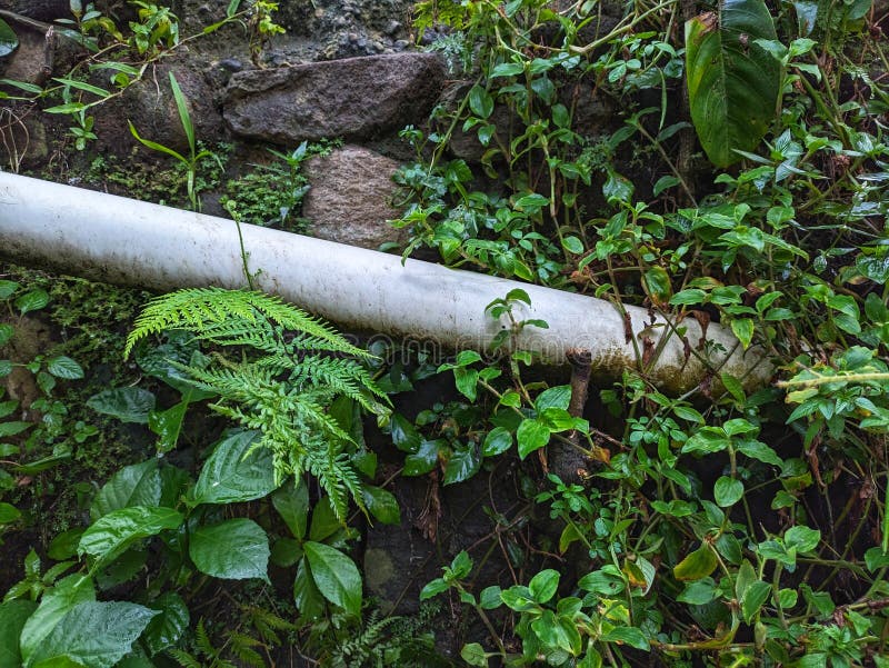 White Pipe Attached To a Stone Wall Covered with Moss and Various ...