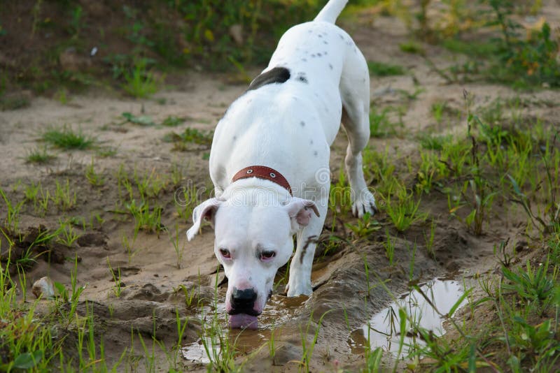 White Pit Bull Terrier in Nature. the Dog Drinks Water from a Puddle ...
