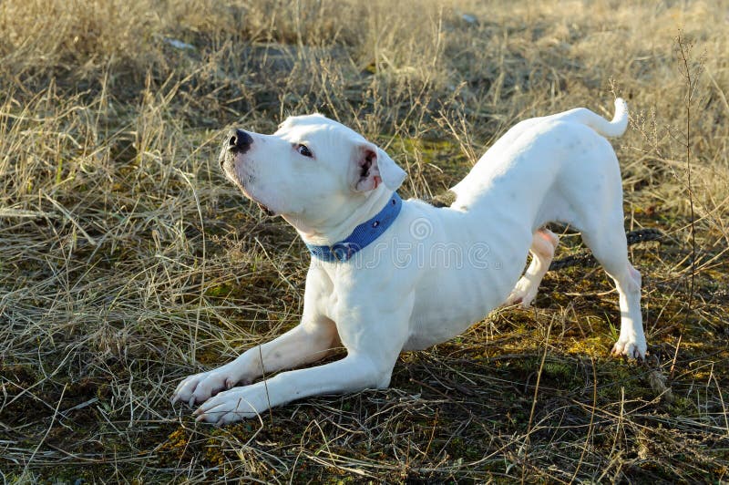 White Pit Bull Terrier in Nature Makes a Bow. Stock Photo - Image of ...