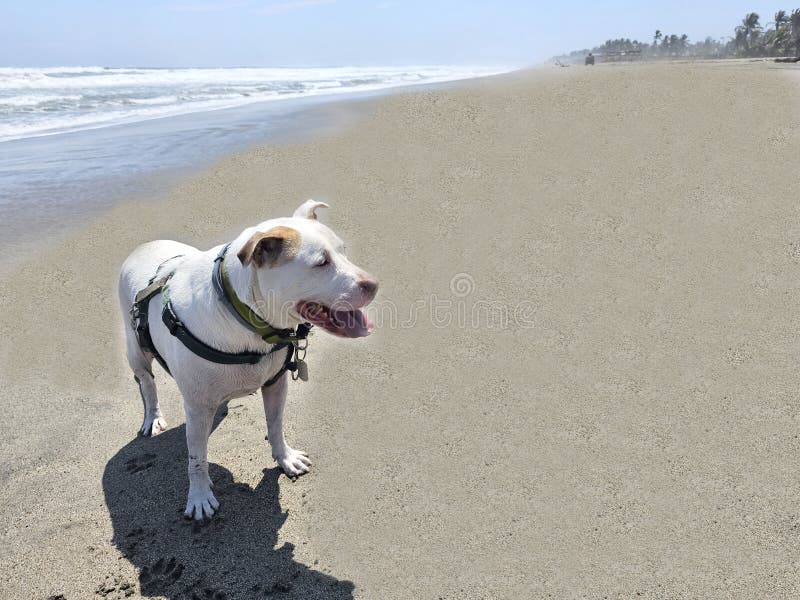 A Pit Bull Walks and Runs Along the Beach with Sunscreen for Skin Care ...