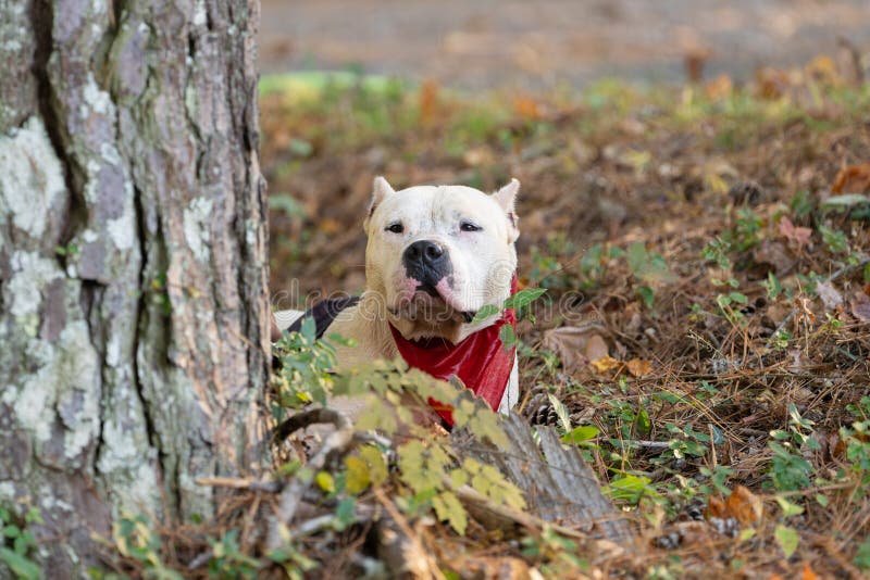 White Pitbull Dog Peaking Out from Behind a Tree Stock Photo - Image of ...