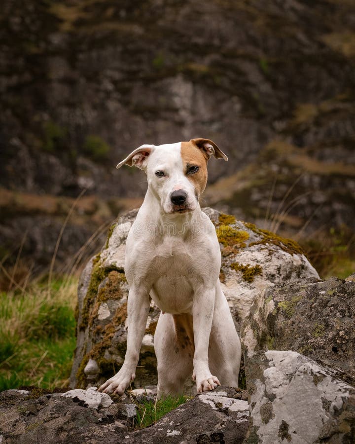 White Pitbull Dog Posing on Rocks for a Portrait Stock Image - Image of ...