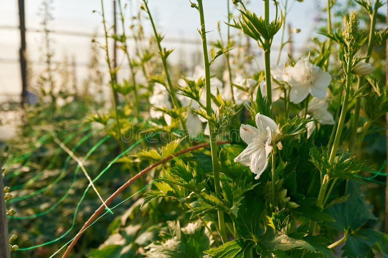 White Plants or Flowers in the Greenhouse Stock Photo - Image of ...