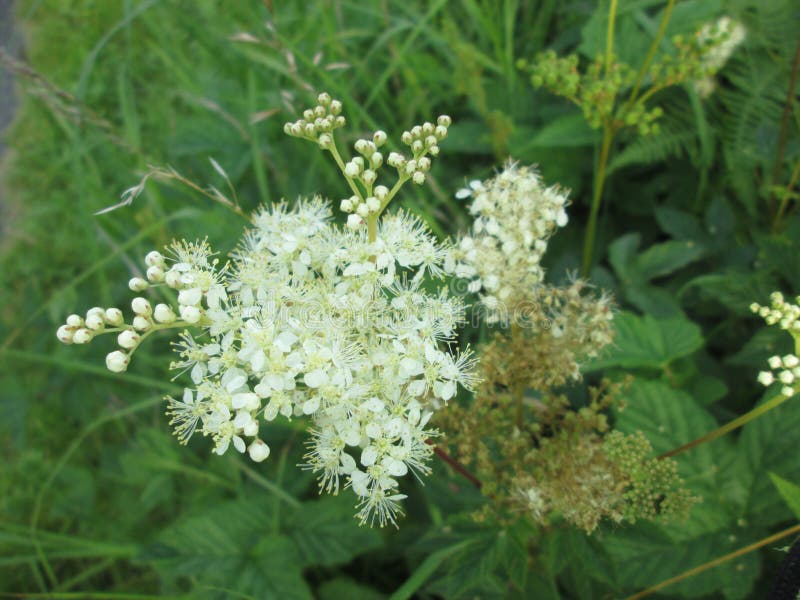 White Plants stock image. Image of plant, wildflower - 193340589