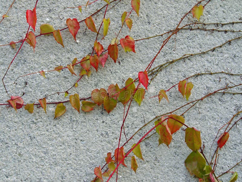 Red Decorative Plaster with Green Viny Plants Stock Photo - Image of ...