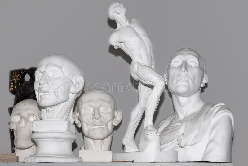 White Plaster Drawing Models Stock Image - Image of hair, medicine ...
