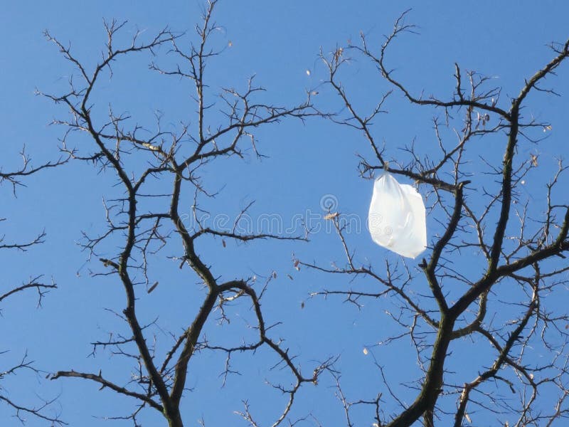 Plastic Bag Hanging Bare Tree Branches Stock Photos - Free & Royalty ...