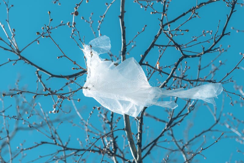 White Plastic Bag Stuck on a Tree Stock Photo - Image of recycling ...