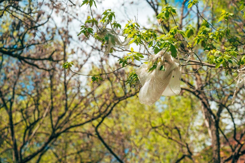 White Plastic Bag Stuck on a Tree Stock Image - Image of rubbish, trash ...