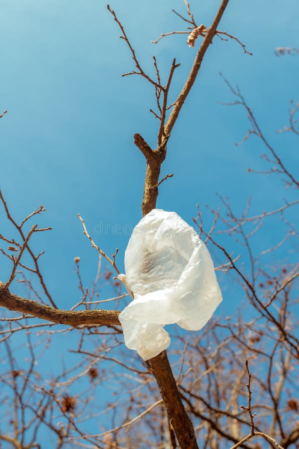 White plastic bag on tree stock image. Image of recycle - 136735335