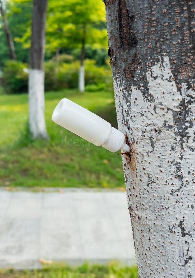 Performing Tree Injection Therapy with White Container in Summer at the ...