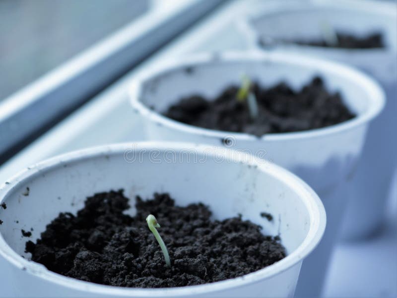 White Pots with Marijuana Seedlings on the Windowsill Stock Image ...