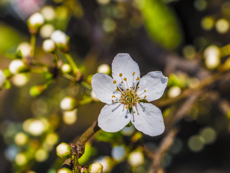 White Plum Blossom Flower on Green Background. Stock Photo - Image of ...