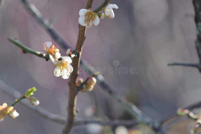 White Plum blossom flower stock image. Image of micro - 266414867