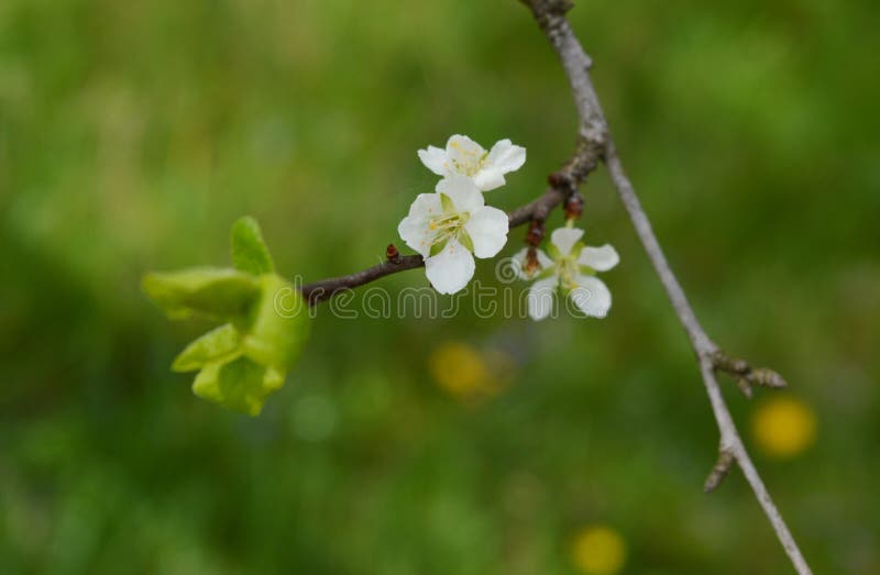White plum flower stock photo. Image of green, color - 114812860