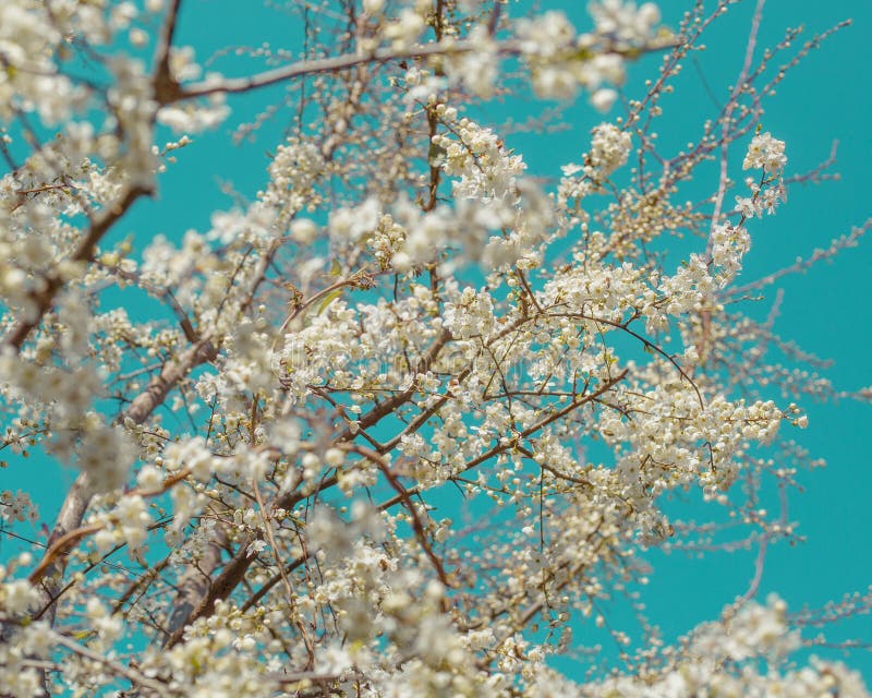 White Plum Tree Flowering with Blue Sky Stock Photo - Image of garden ...