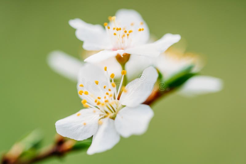 White Plum Tree Flowers stock photo. Image of branch - 117744382