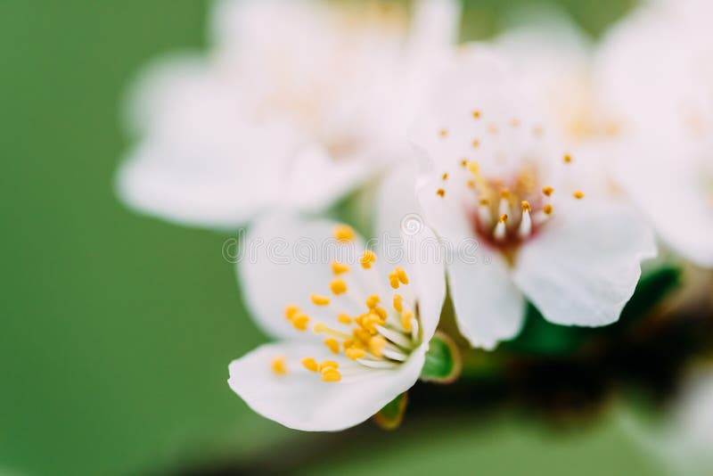 White Plum Tree Flowers stock photo. Image of branch - 117744382