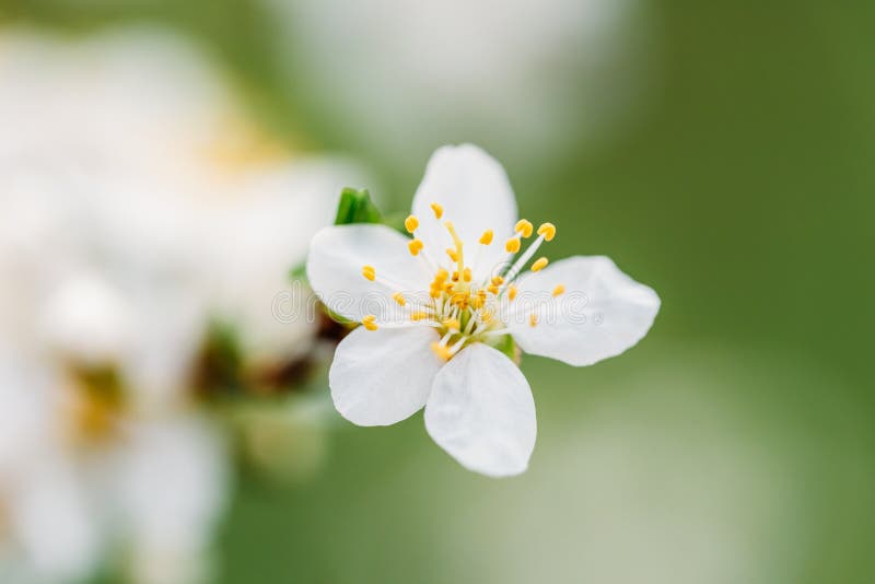 White Plum Tree Flowers stock image. Image of beauty - 117744527