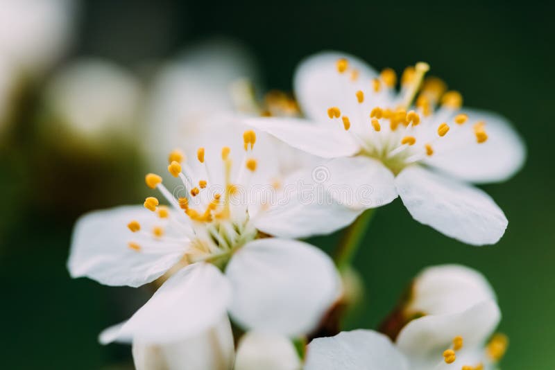 White Plum Tree Flowers stock image. Image of colorful - 117744669