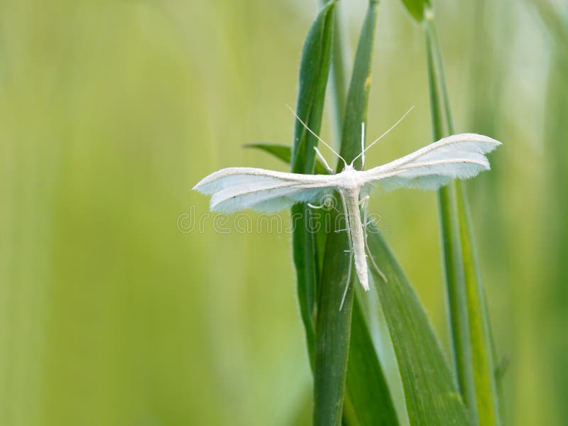 White Plume Moth, Pterophorus Pentadactyla. Pretty, Fluffy, Feat Stock ...