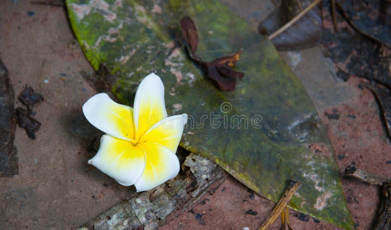White Plumeria Flower Falling on the Ground. Stock Photo - Image of ...