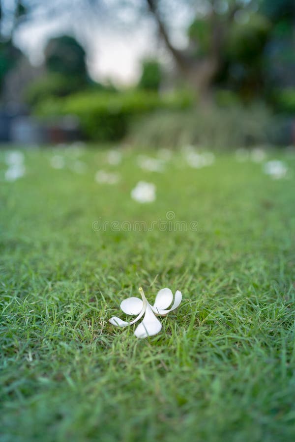 White Plumeria Flower Falling from the Tree on the Green Grass. Stock ...