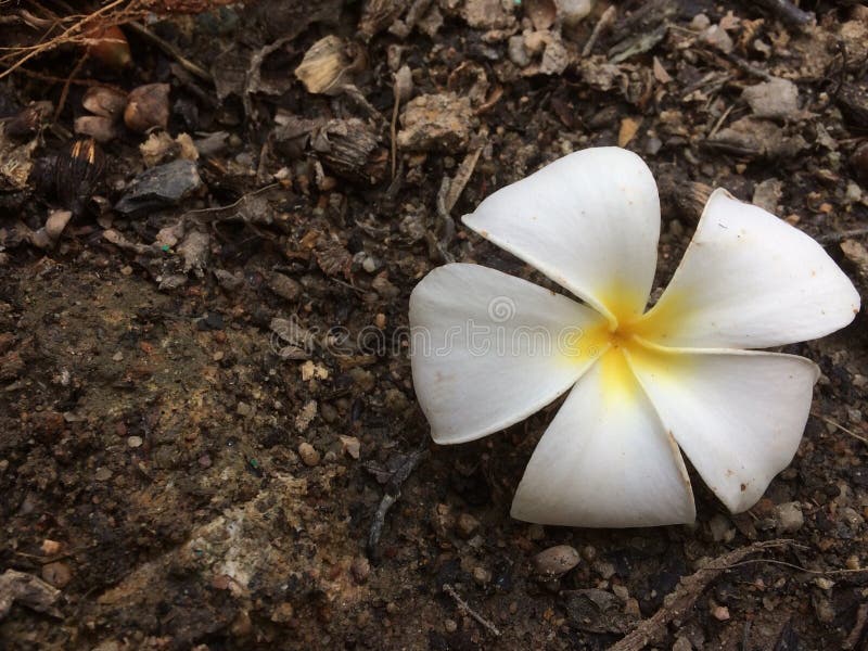White Plumeria Flowers Fall Under the Tree because of Rain. Stock Image ...