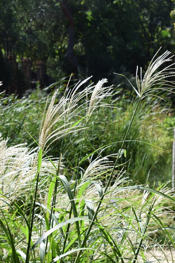 White plumes stock image. Image of summer, growing, white - 101207477