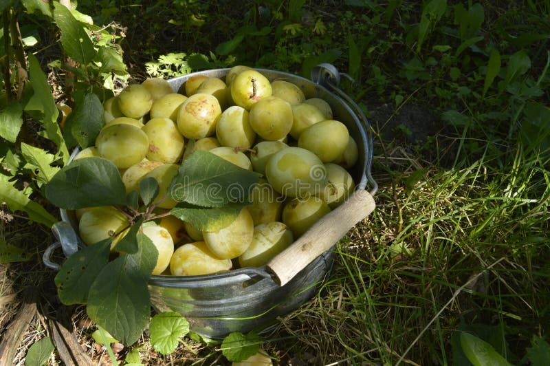 White plums stock photo. Image of nature, standing, pits - 76100580