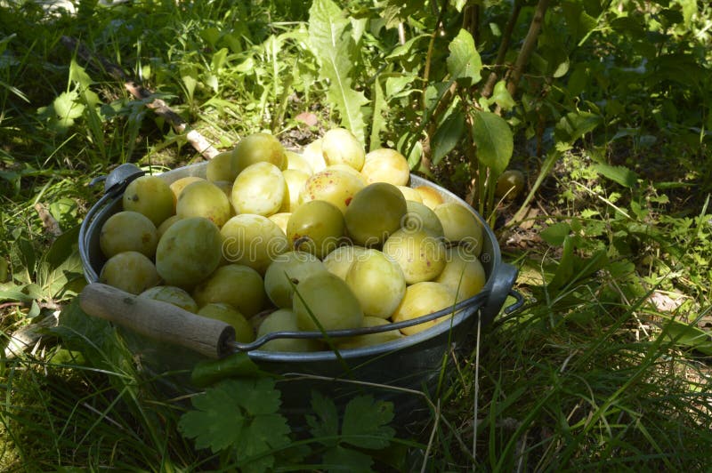 White Plums stock photo. Image of agriculture, prunus - 34284194